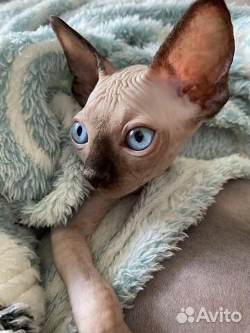 Канадский сфинкс мальчик