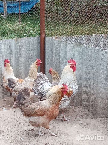 Кучинская юбилейная, Ленинградская золотисто-серая