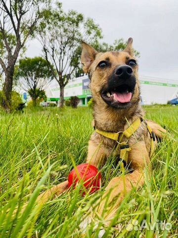 Сторожевая собака