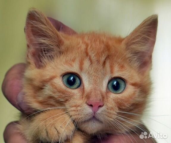 Котенок- солнце, девочка