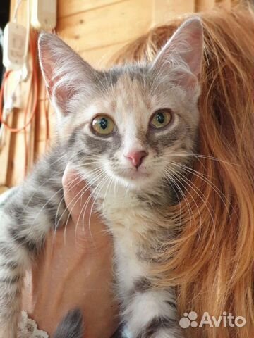 Котенок из детской коляски