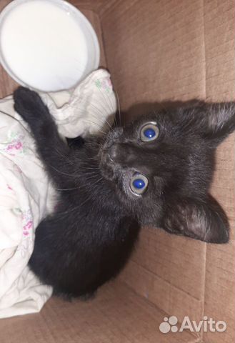 Котенок