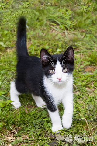 Котята, возраст 4 месяцев