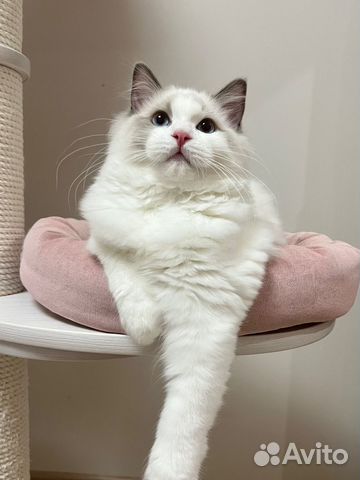 Котята Рэгдолл