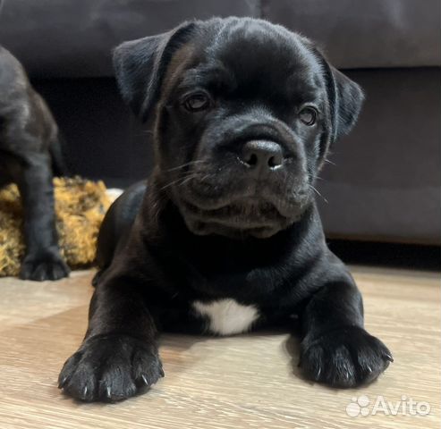 Стаффордширский бультерьер