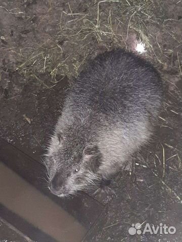 Нутрии серебро