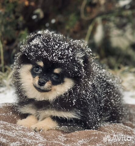 Померанский шпиц девочка