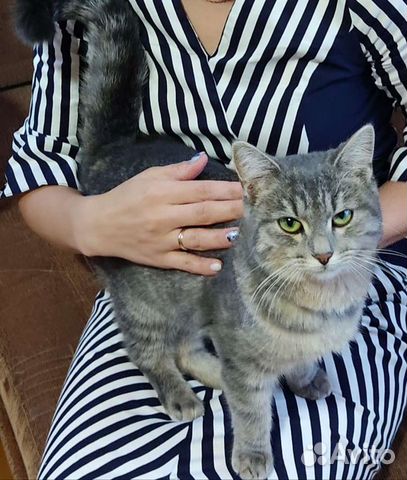 Кошки
