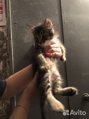Котик полосатенький