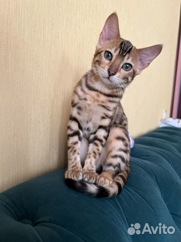 Бенгальская