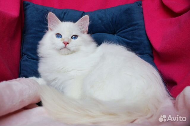 Чистопородный котик из питомника