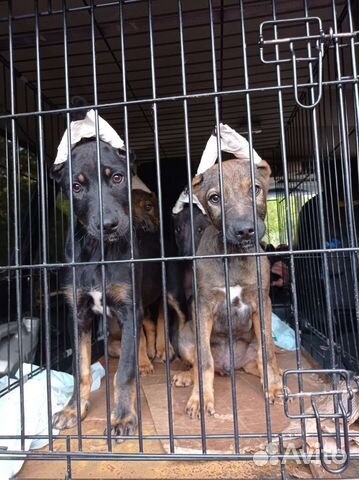 Ксолоитцкуинтли мексиканская голая