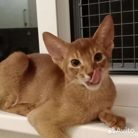 Абиссинские котята с документами