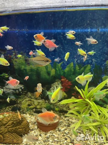 Продам Тернеция глофиш