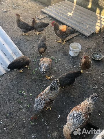Куры и петухи билефельдер