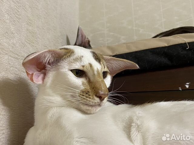 Ориентальная