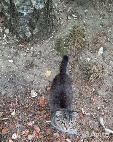 Вислоухая котодетка в добрые руки
