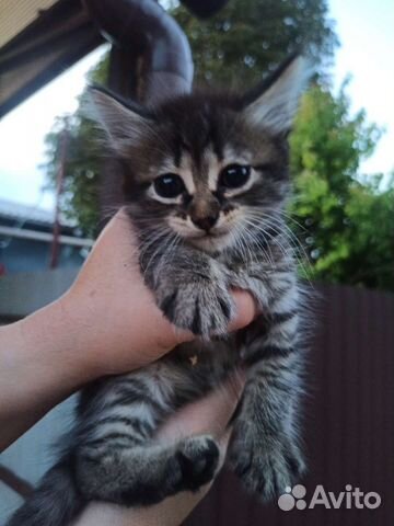 Котенок, котята, кот, кошка, коты, кошки