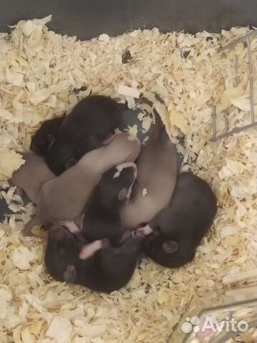 Крыса дамбо