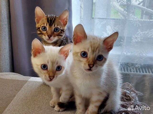 Бенгальские котята (снежный линкс )