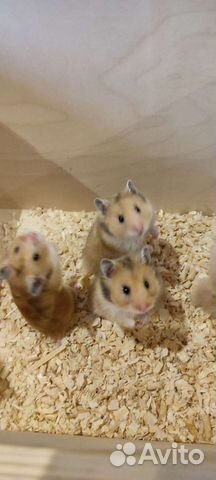 Сирийский хомяк