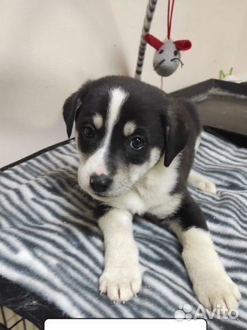 Отдам щенка помесь хаски