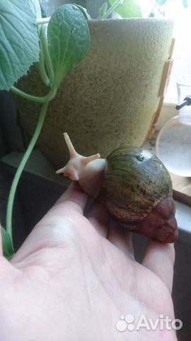 Улитка (архахатины Бенин)