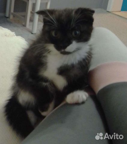 Котенок, помесь дворняга+вислоухая