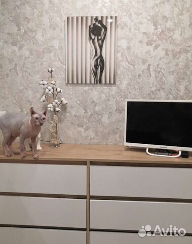Кот сфинкс эльф