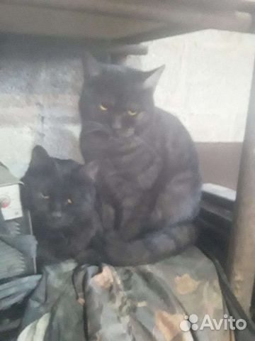 Котеек сегодня выбрасывают на улицу