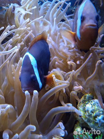 Актинии, клоуны и др. кораллы