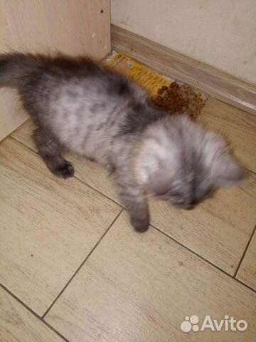 Кошка в дар бесплатно