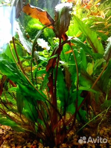 Криптокарина вендта маточный куст