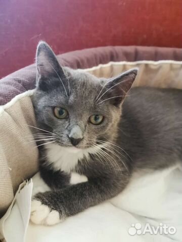 Котёнок Мия нежная девочка