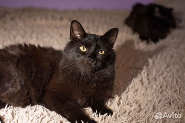 Кошка в дар бесплатно