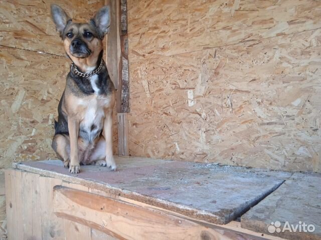 Молли в добрые руки