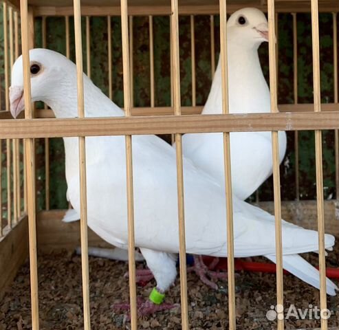 Голуб почтовые