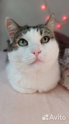 Кошка красавица с необычайным характером