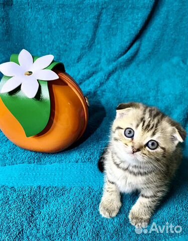 Британские котята