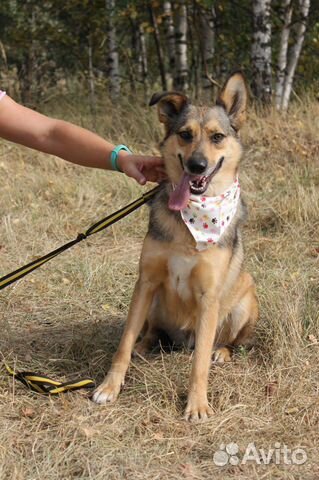 Ася нуждается в помощи. Спасите собаку