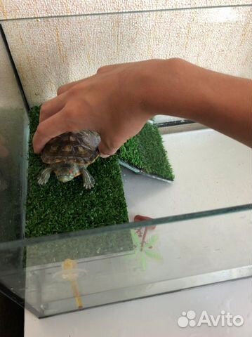 Краснухоя черепаха