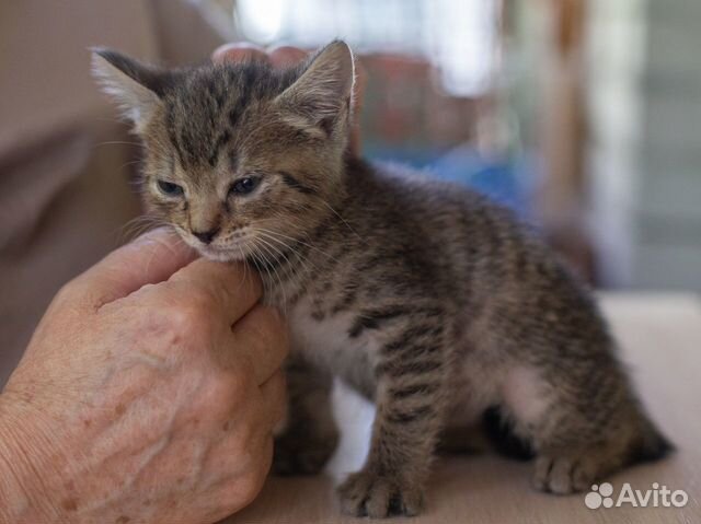 Маленькая ласкуша