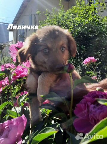 Ляличка