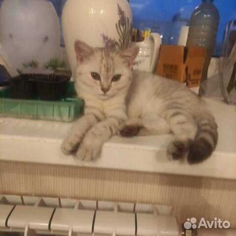 Шотландская вислоухая кошка 3 -х мес бесплатно