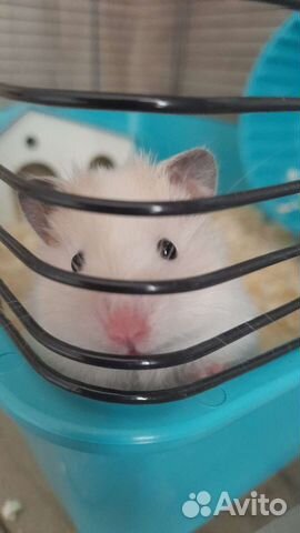 Сирийские хомячки бесплатно