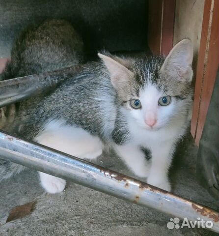 Помогите спасти котят