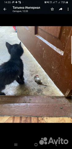 Кошки в добрые руки бесплатно