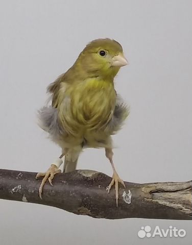 Кенар фризе