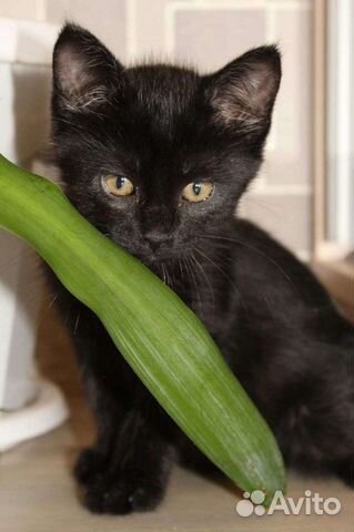 Чёрный котенок