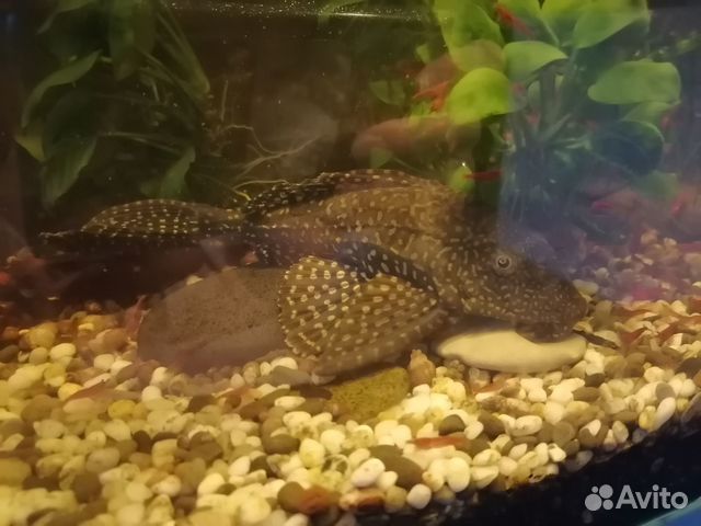 Сом Птеригоплихт